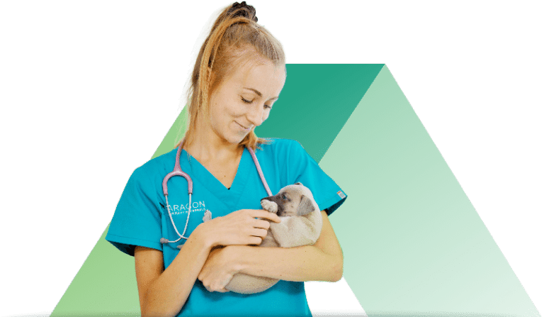 Veterinary Referral Centre for Small Animals | Paragon Referrals