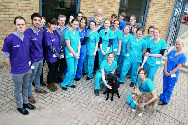 Paragon Referrals invests in vet nurses | Paragon Referrals | West ...