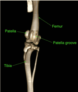 patella luxation (kneecap dislocation) | Paragon Referrals | Wakefield